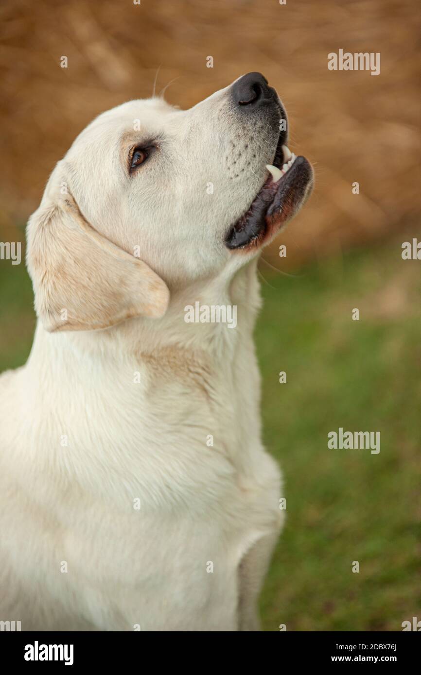 Labrador dog close up Portrait with a countryside backdrop Stock Photo ...