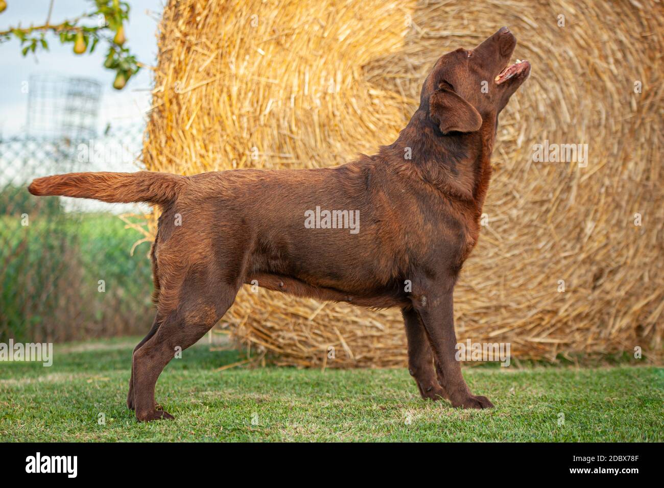 Labrador Dog Posing in a dog show with a countryside backdrop Stock ...