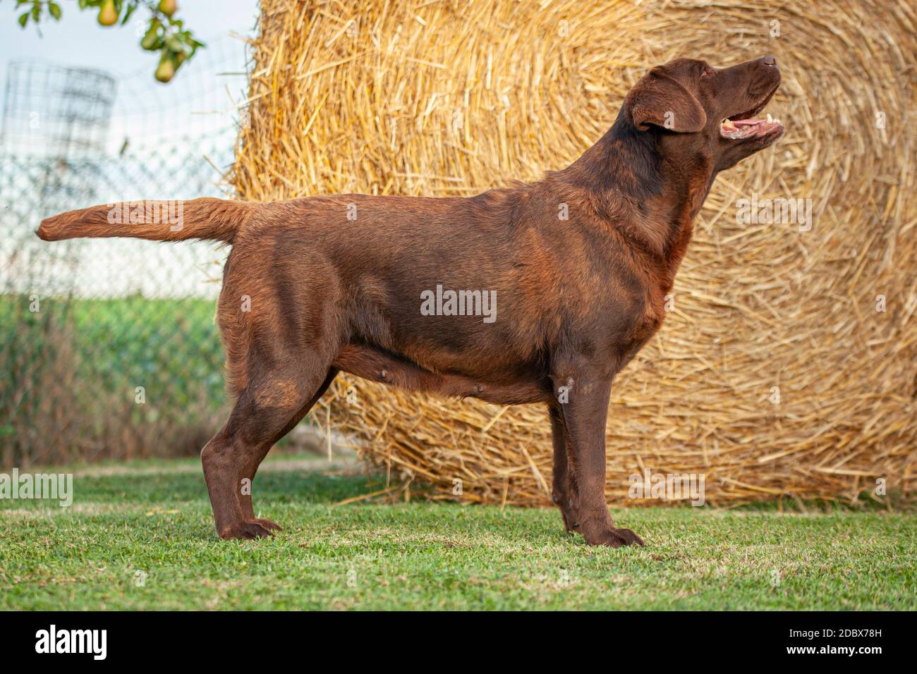 Labrador Dog Posing in a dog show with a countryside backdrop Stock ...
