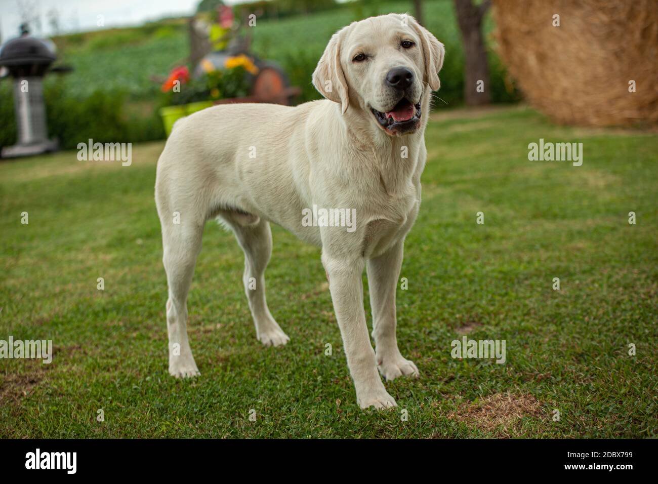 Labrador dog close up Portrait with a countryside backdrop Stock Photo ...