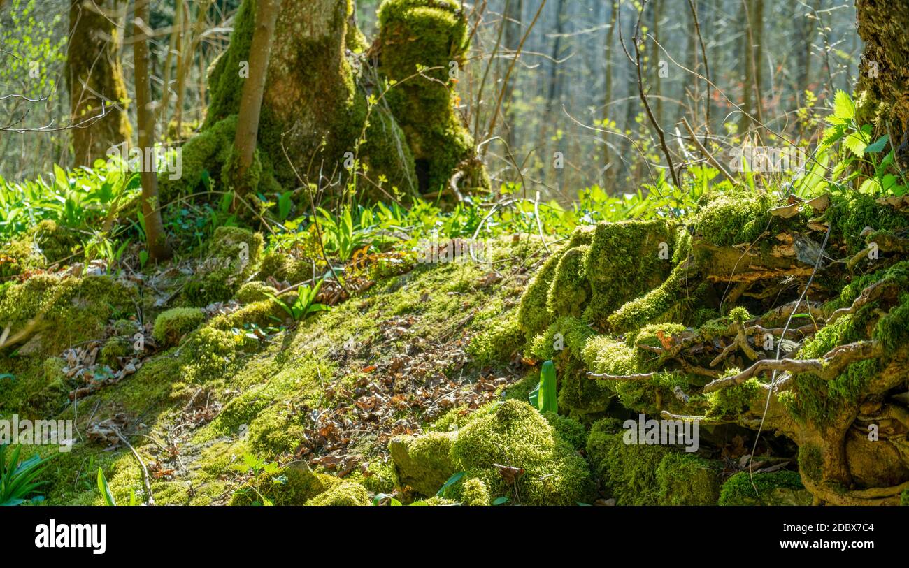 natural forest scenery at early spring time Stock Photo - Alamy