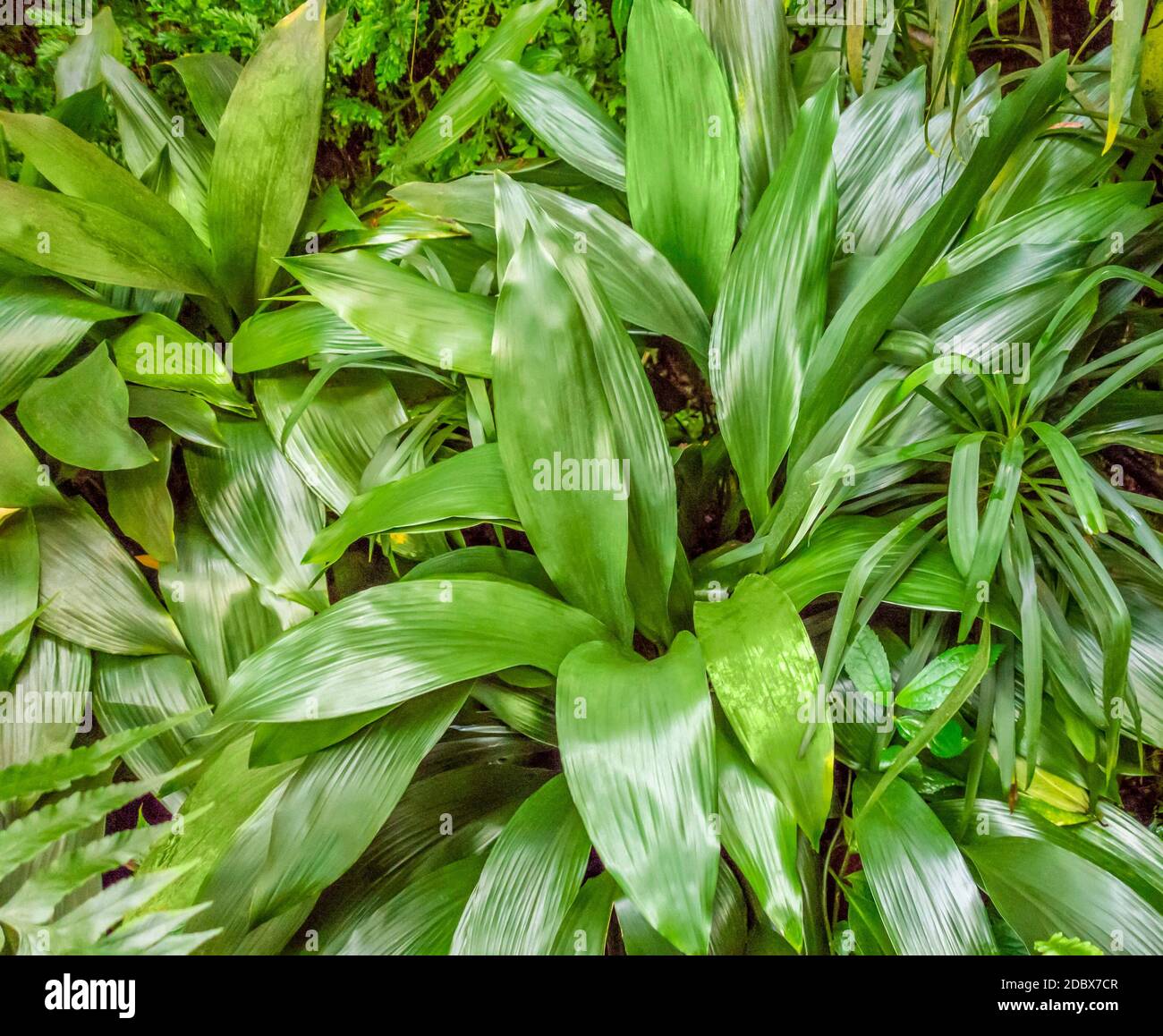 Ground cover vegetation hi-res stock photography and images - Alamy