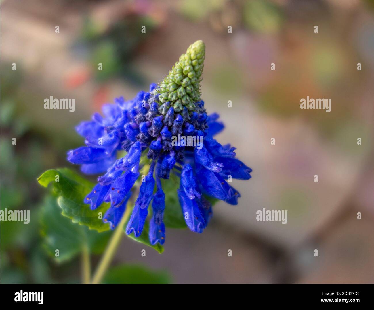 exotic blue flowerhead in natural ambiance Stock Photo - Alamy