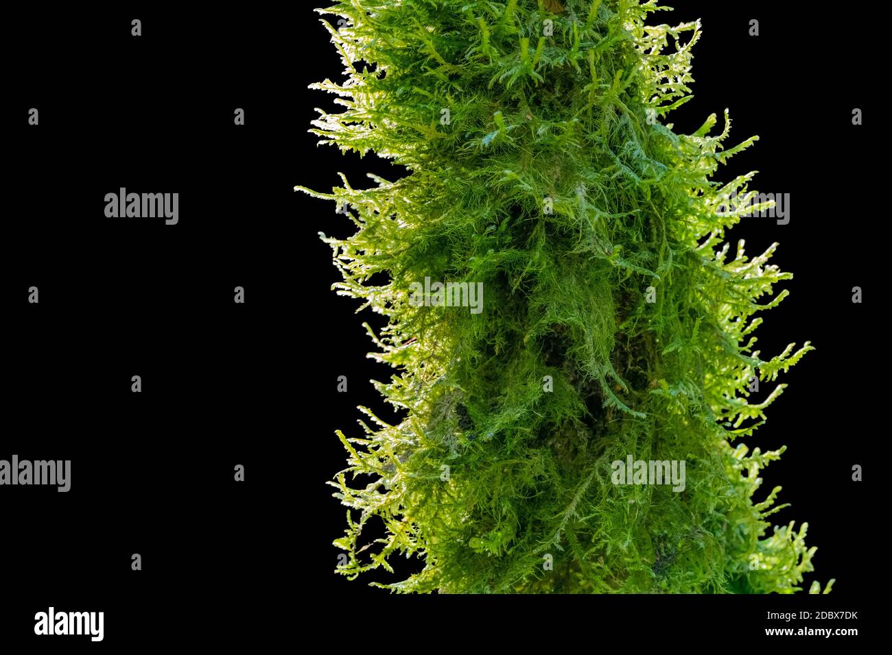 natural detail showing fresh green moss growing on a stalk in black ...