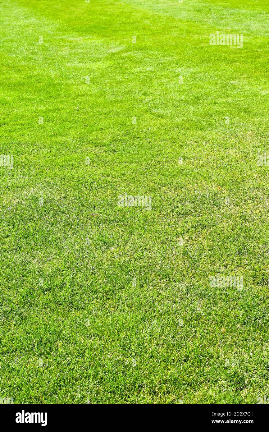 Vertical shot of classic green grass field Stock Photo - Alamy