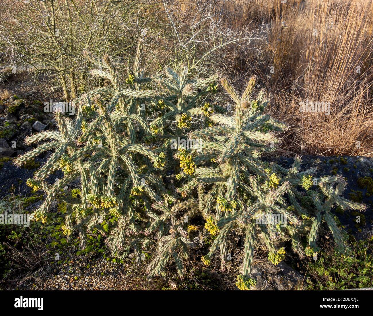 Chainlink cactus hi-res stock photography and images - Alamy