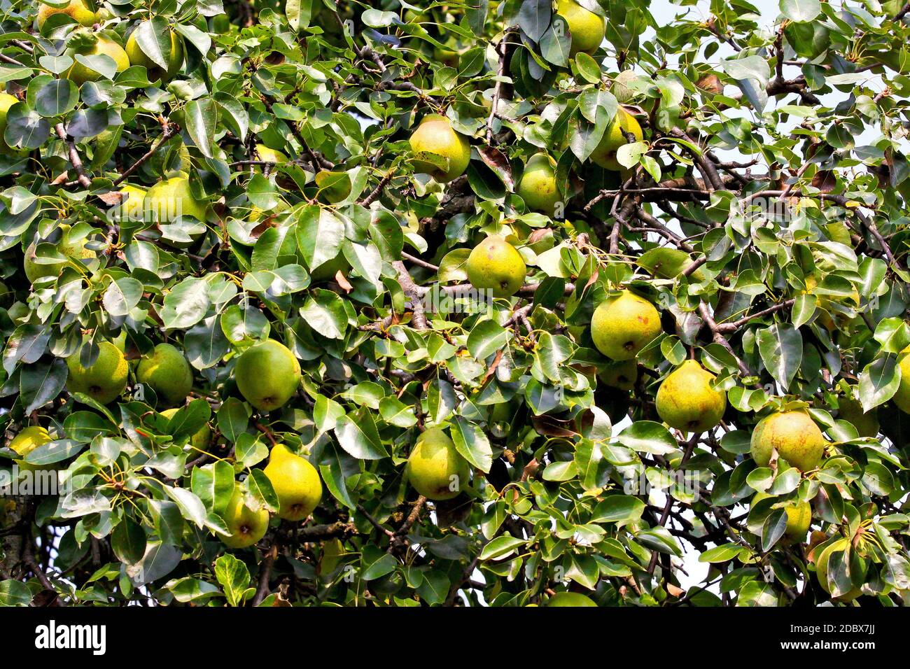 Green pear tree in the summer garden Stock Photo - Alamy