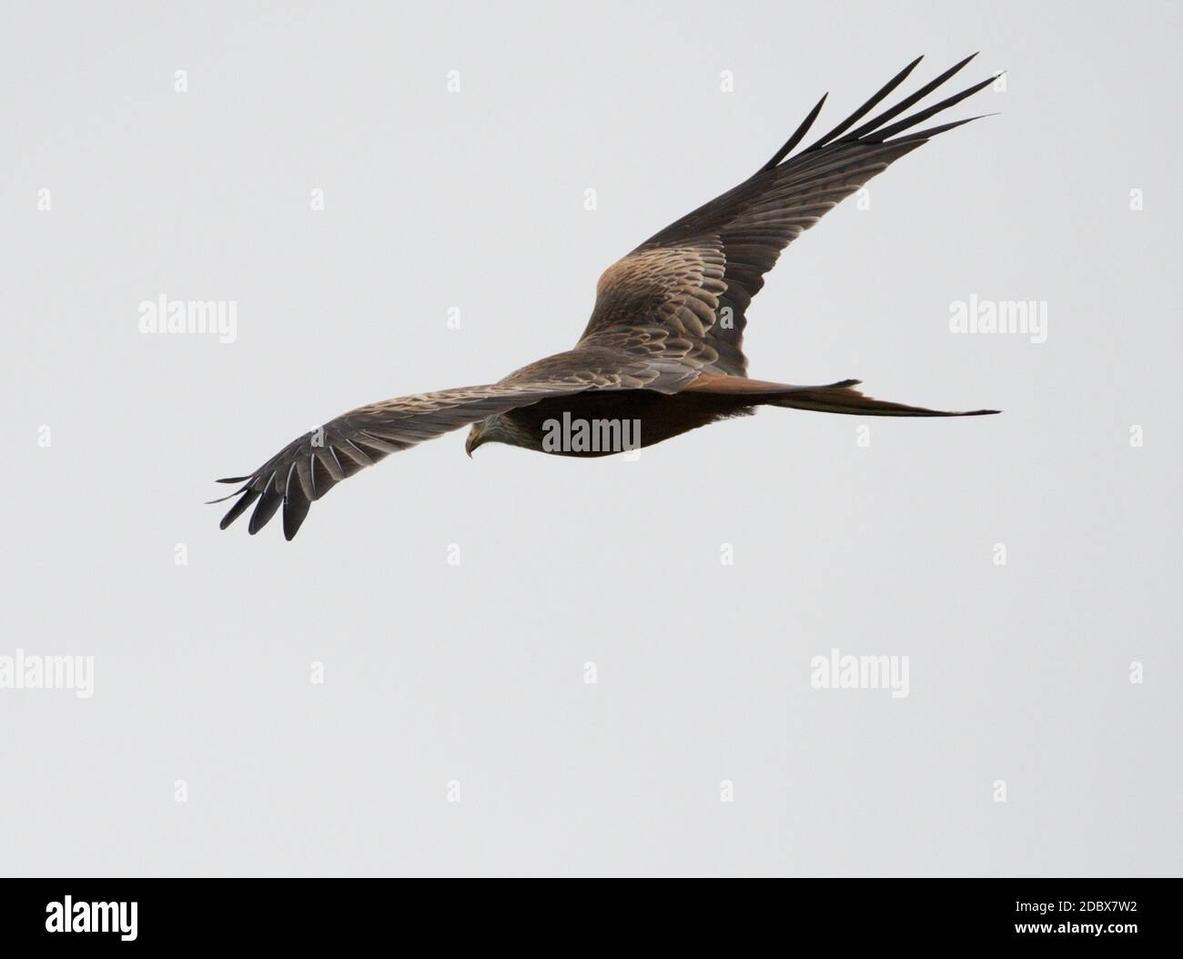 Red Kite in flight wing pattern Stock Photo - Alamy
