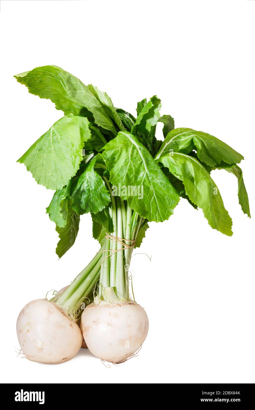 White Round Radish