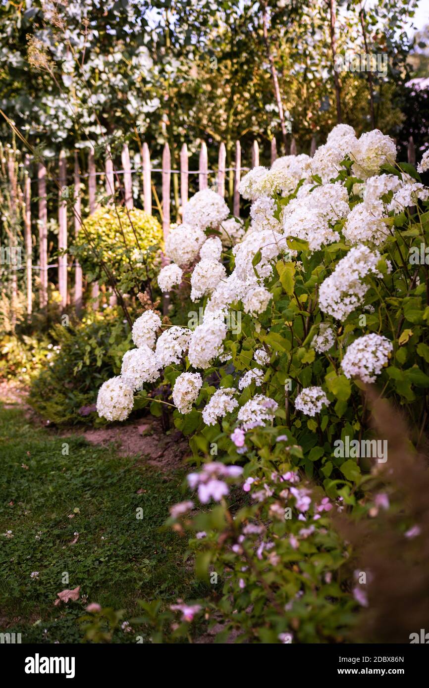 Beautiful flower garden with white hydrangeas and wooden fence. High ...