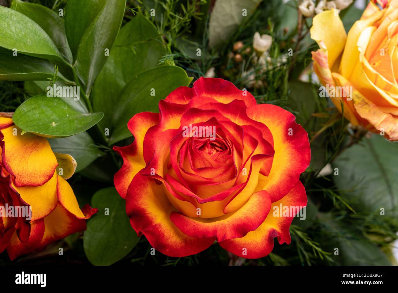 beautiful bouquet of colorful roses Stock Photo - Alamy