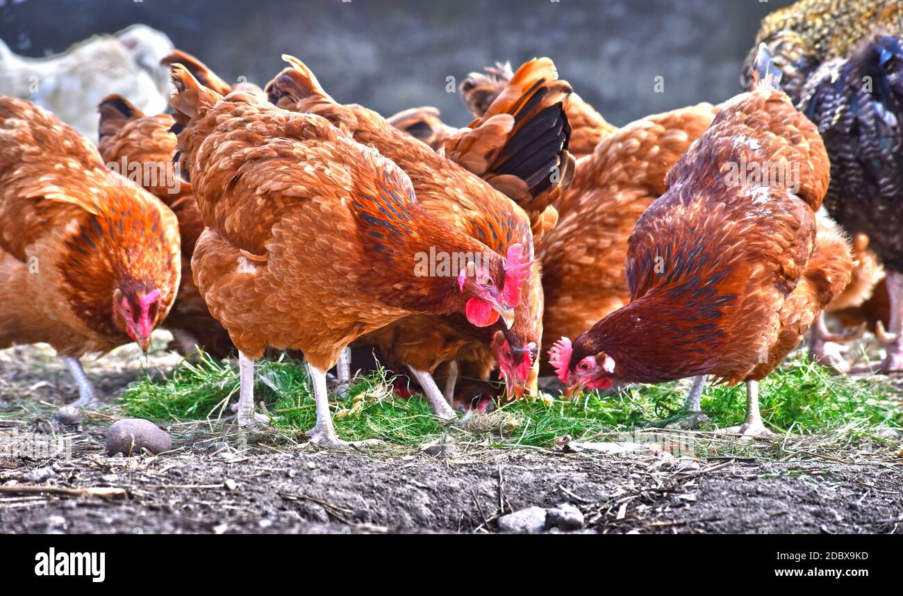 Chickens on traditional free range poultry farm Stock Photo - Alamy