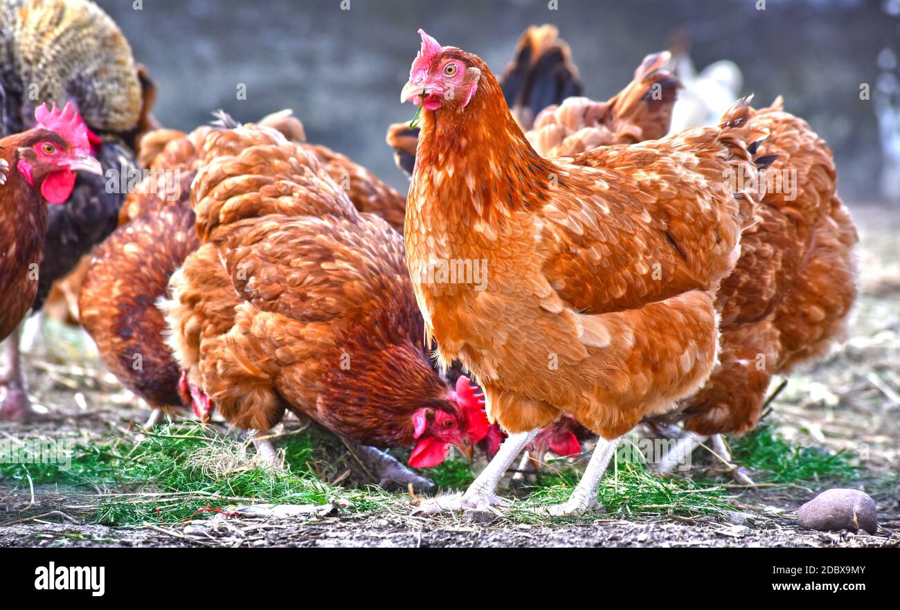 Chickens on traditional free range poultry farm Stock Photo - Alamy
