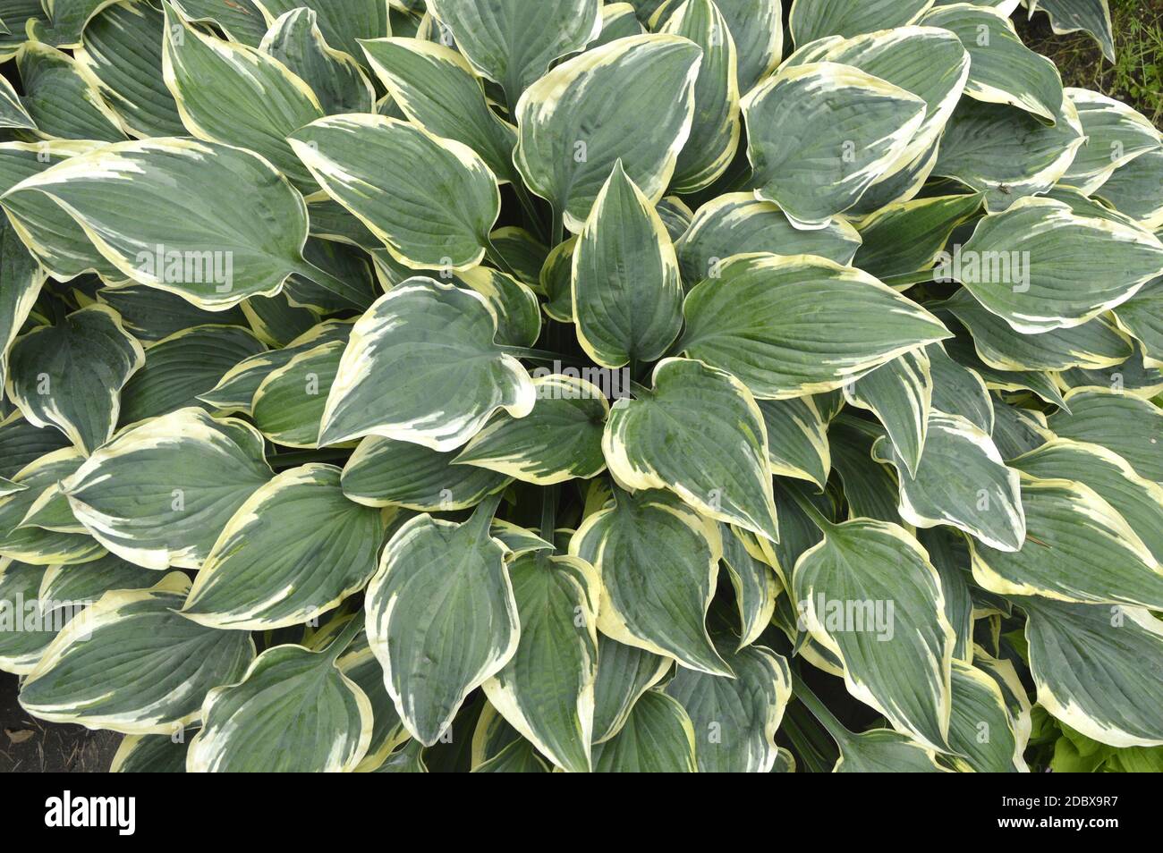 Variegated foliage plant hostas hi-res stock photography and images - Alamy