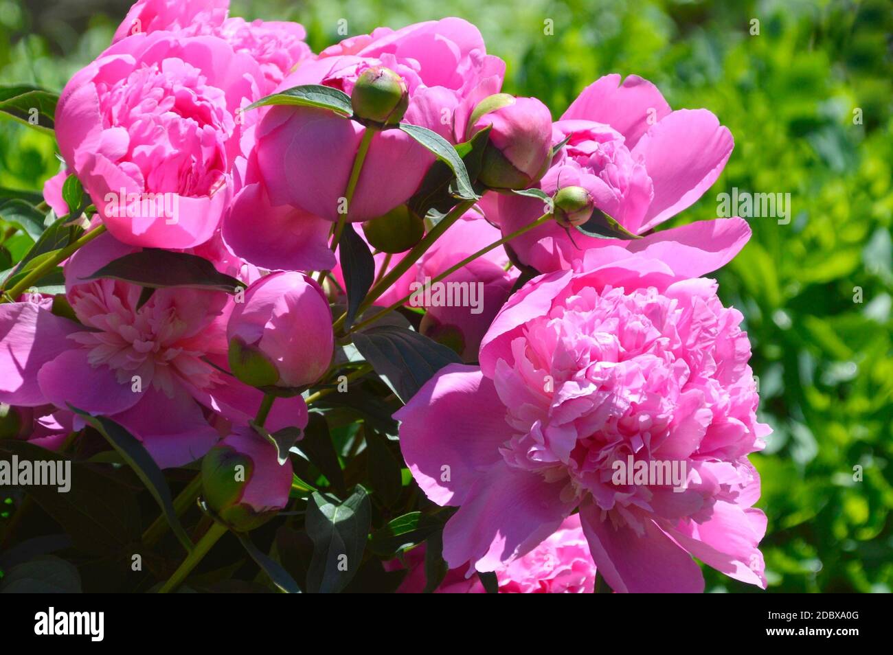 Bright pink peonies on a background of green grass Stock Photo - Alamy