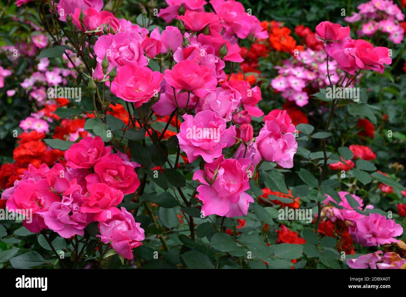 Floribunda roses hi-res stock photography and images - Alamy