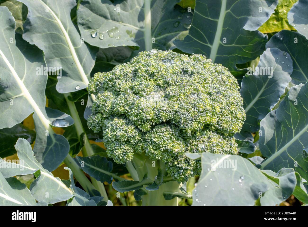 Broccoli plants. Close-up of young fresh organic broccoli waiting to be ...