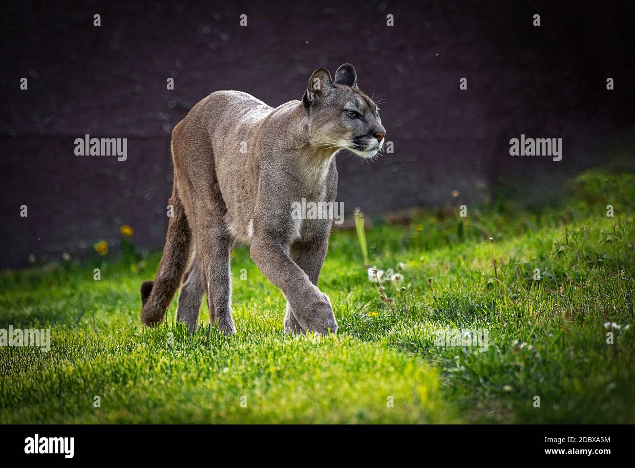 The cougar (Puma concolor) is a large felid of the subfamily Felinae ...