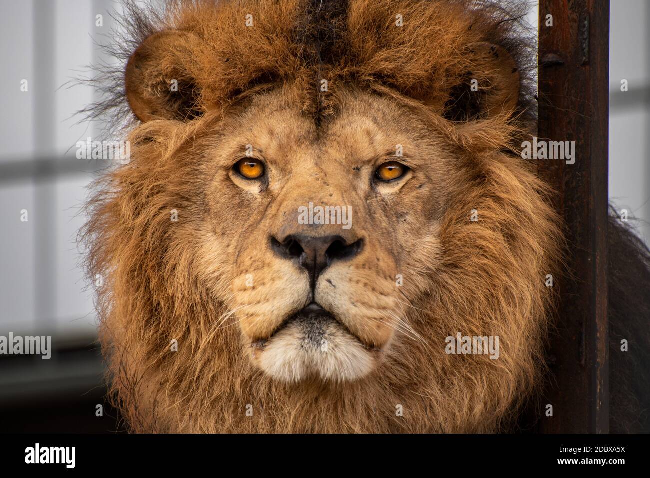 The lion (Panthera leo) is a species in the family Felidae Stock Photo ...