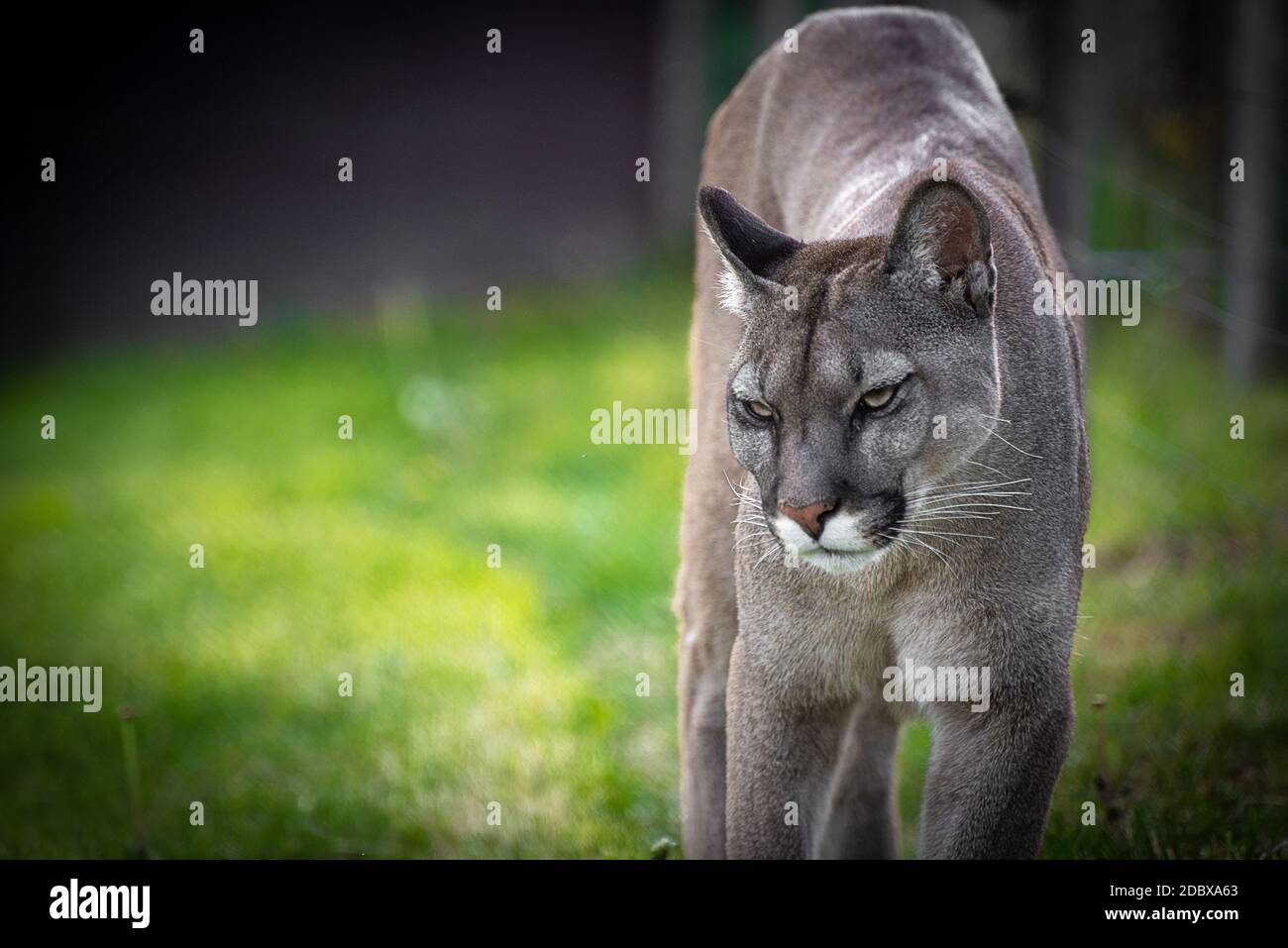 The cougar (Puma concolor) is a large felid of the subfamily Felinae ...