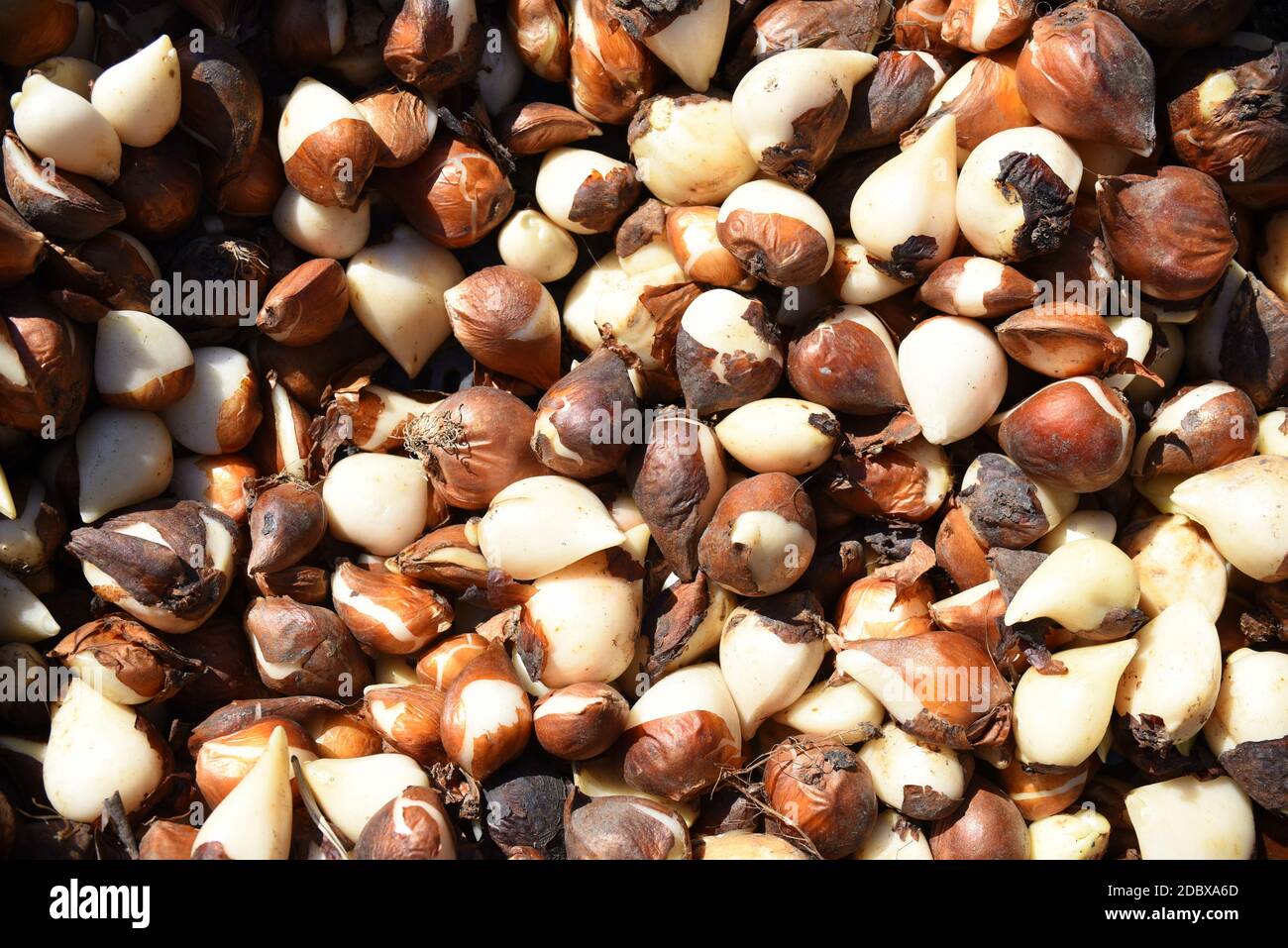 Tulip bulbs of different colors in boxes on the market Stock Photo - Alamy