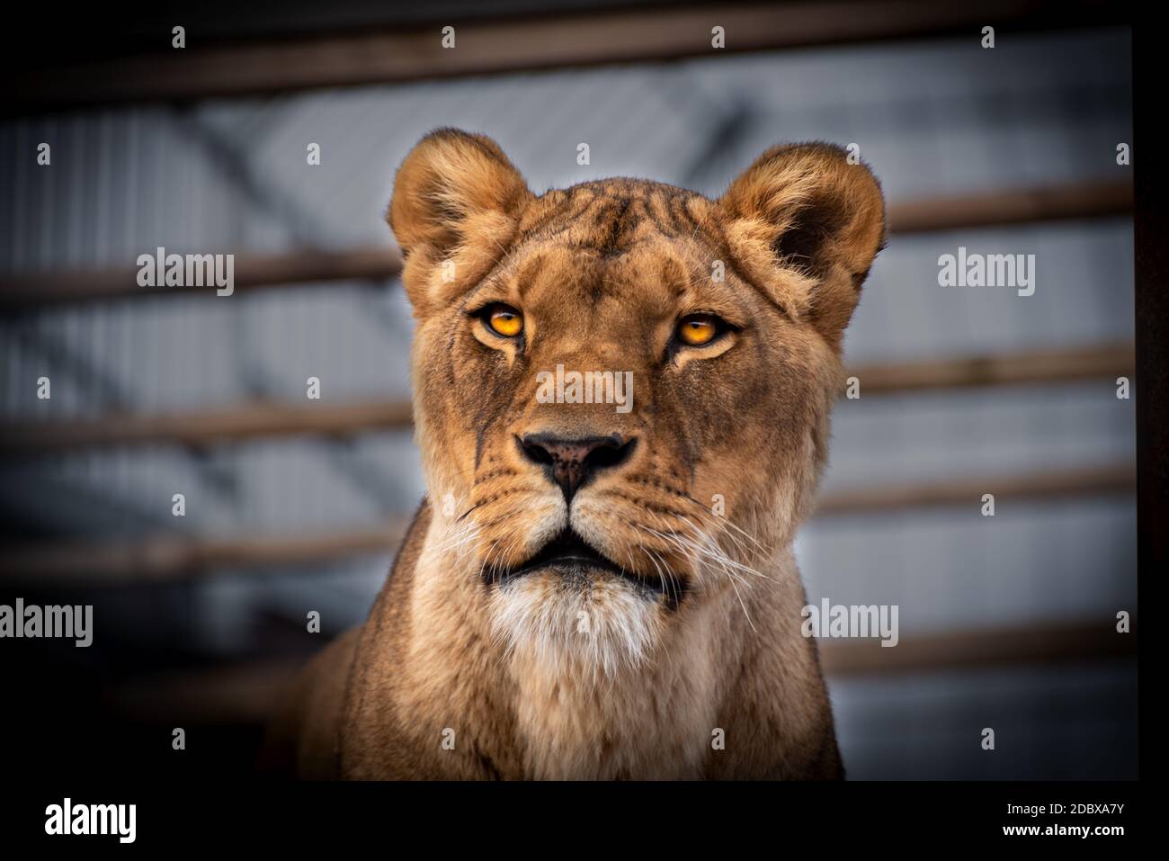 The lion (Panthera leo) is a species in the family Felidae Stock Photo ...