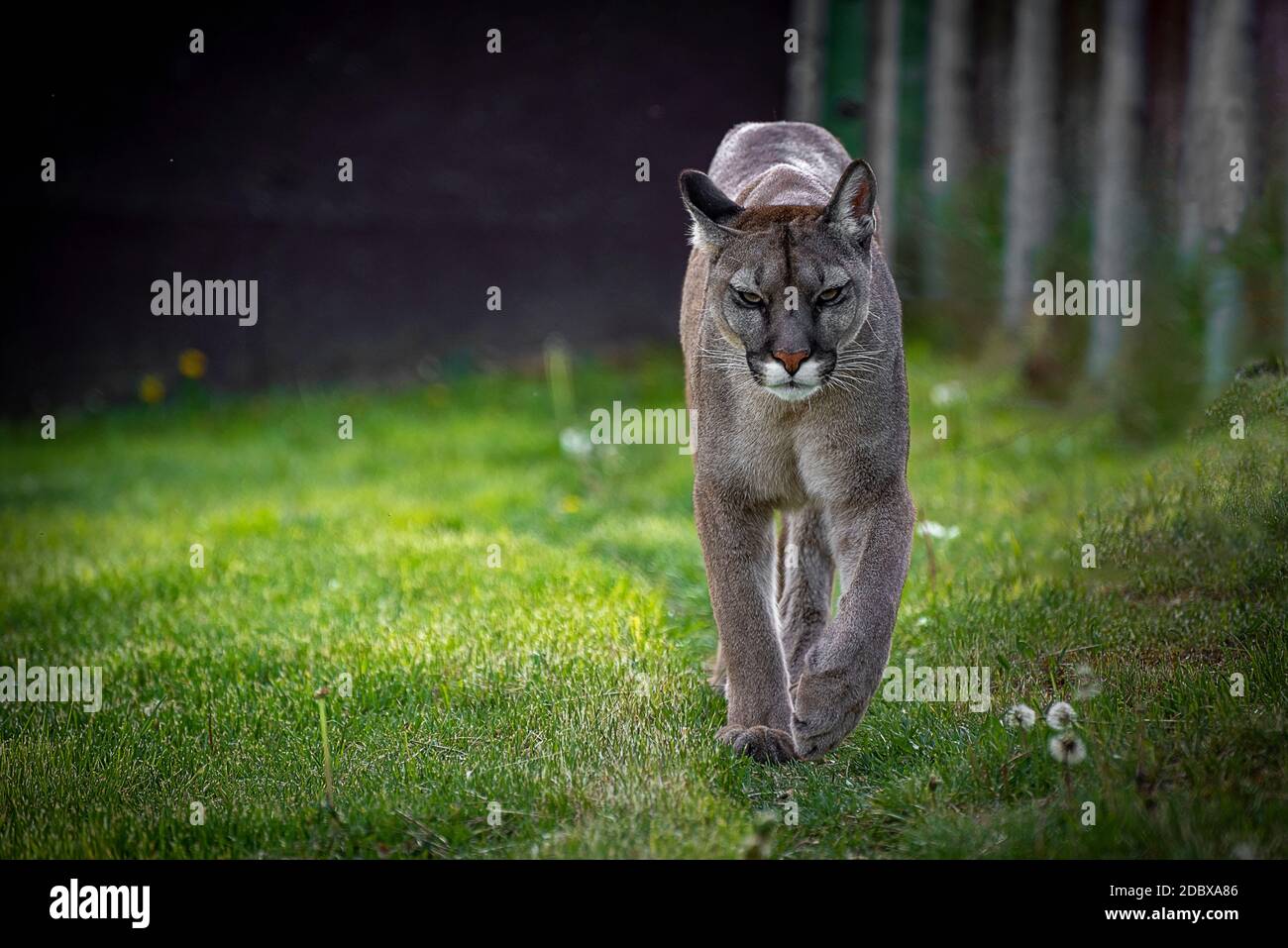 Puma face hi-res stock photography and images - Alamy