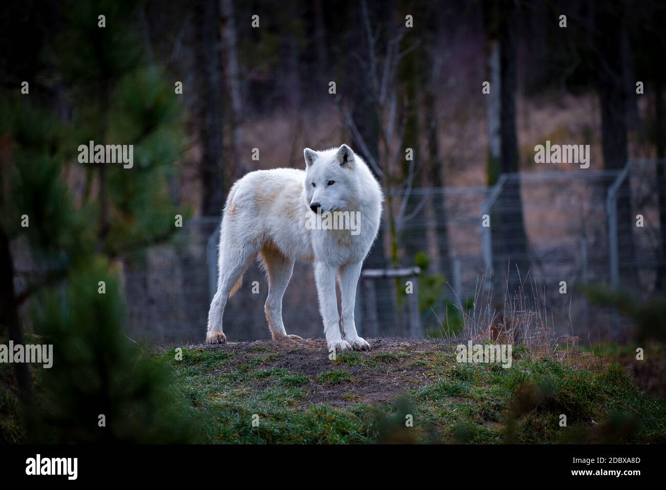 The Arctic wolf (Canis lupus arctos), also known as the white wolf or ...