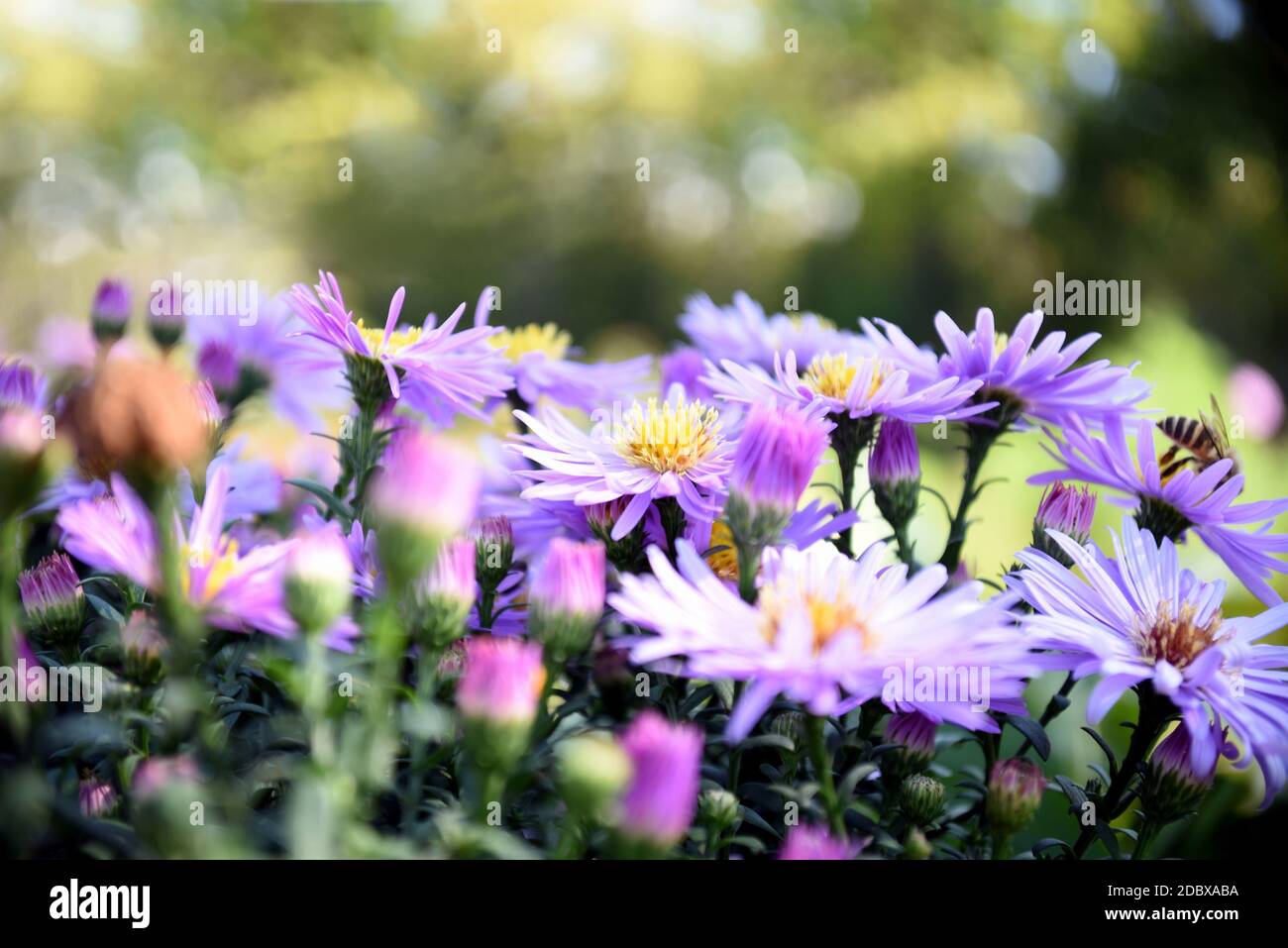 Selective focus of autumn flower Aster alpinus (blue alpine daisy ...