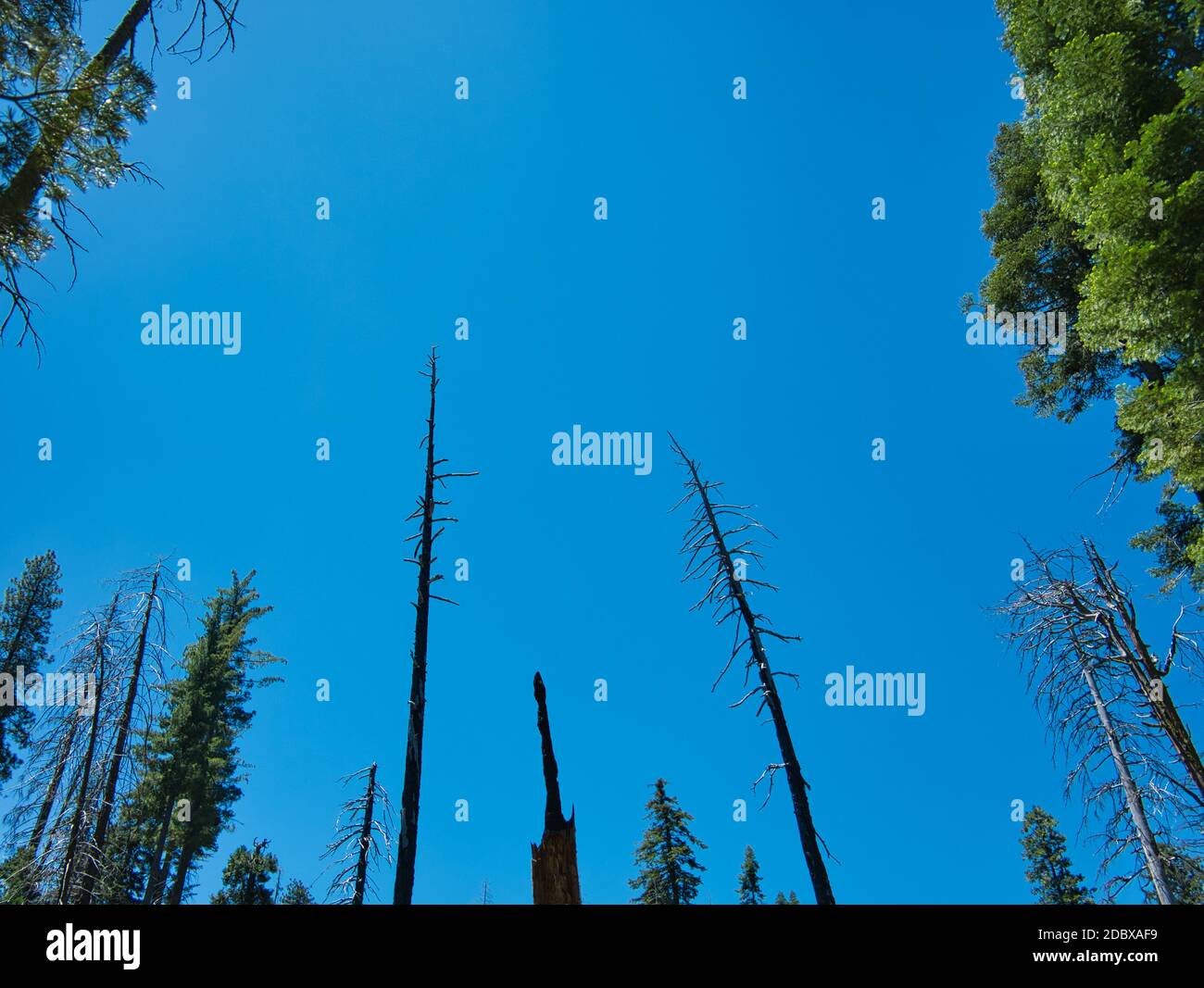 Burnt sequoia hi-res stock photography and images - Alamy