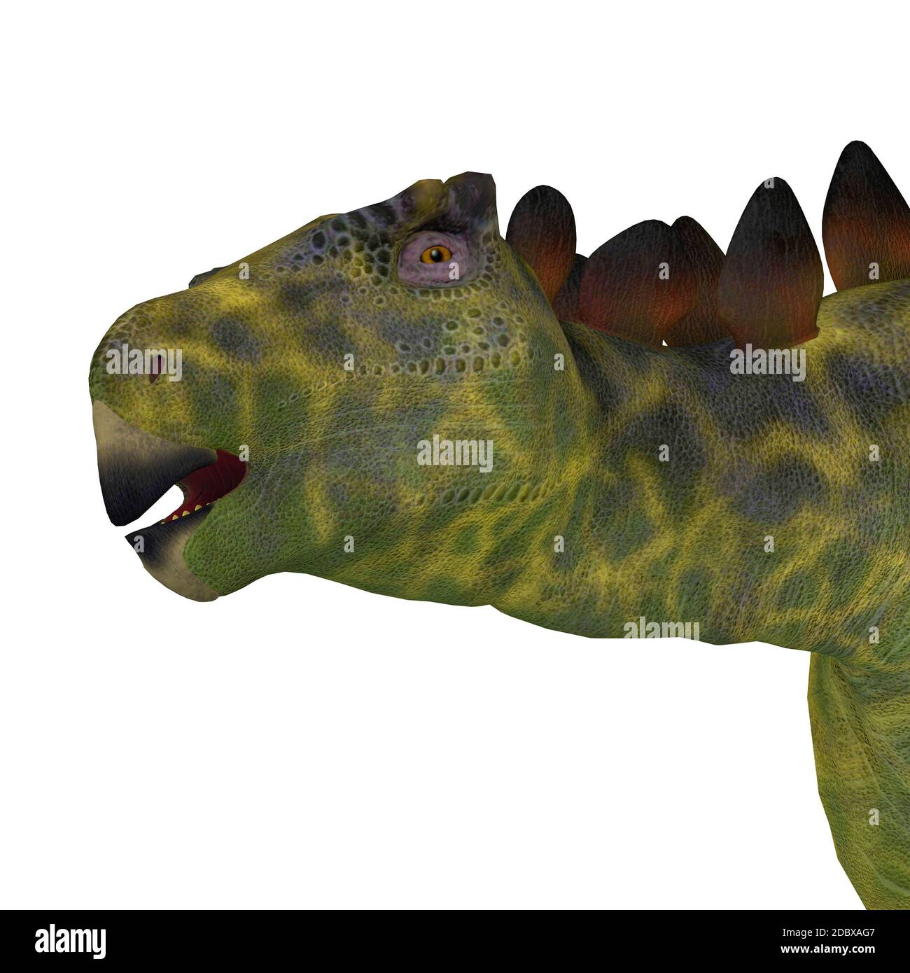 Huayangosaurus was an armored herbivorous dinosaur that lived in the ...