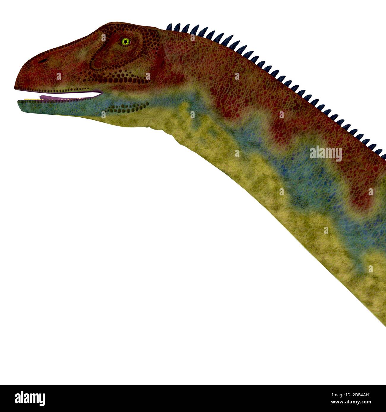Jobaria was a herbivorous sauropod dinosaur that lived in the Jurassic ...