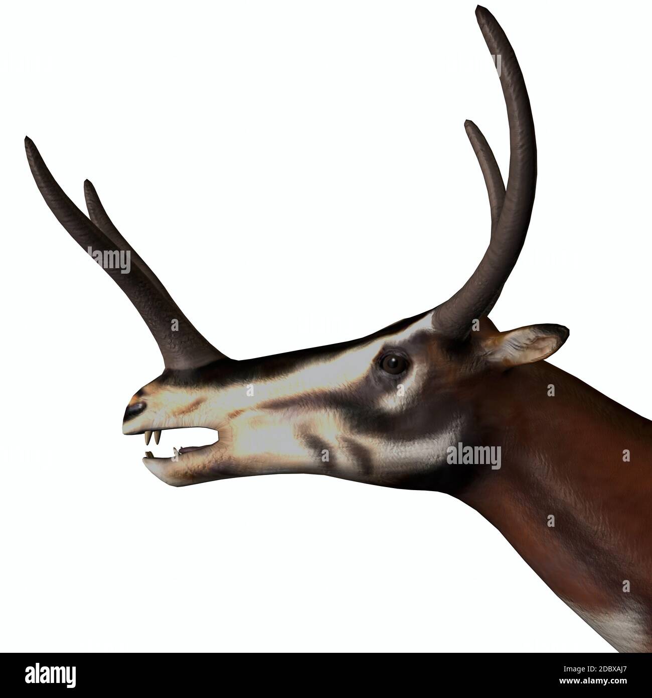 Kyptoceras was a antelope type mammal that lived in North America ...