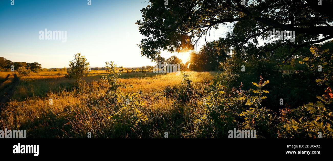 Dawn, the first rays of the sun break through the branches of a large ...