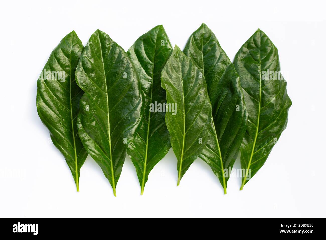 Noni or Morinda Citrifolia leaves on white background Stock Photo - Alamy