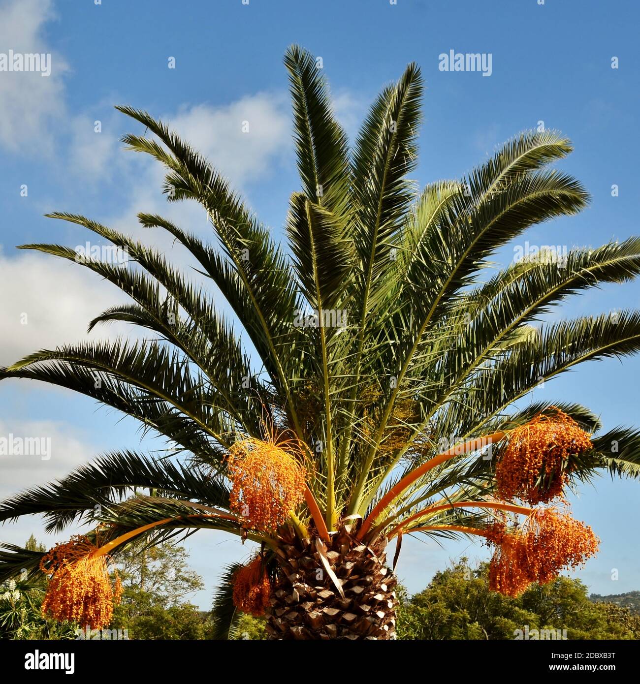 Date Palm Tree Stock Photo - Alamy