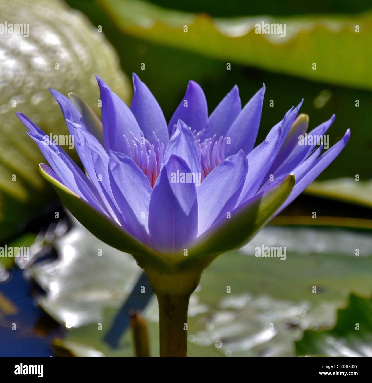 blue Water Lily Stock Photo - Alamy