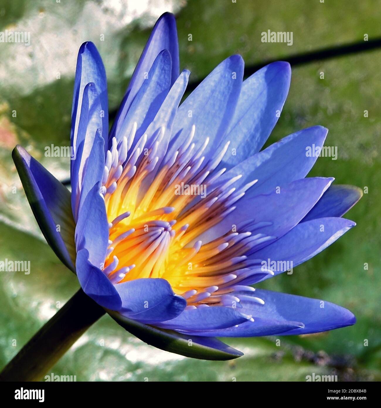 blue Water Lily Stock Photo - Alamy