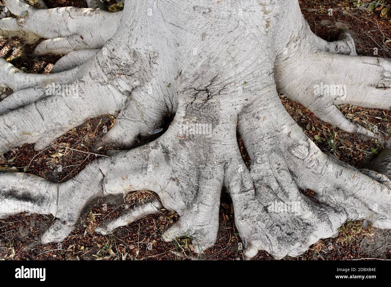 Ficus tree roots Stock Photo - Alamy Ficus tree roots Stock Photo - Alamy