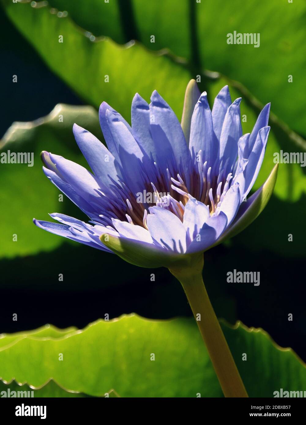 blue Water Lily Stock Photo - Alamy