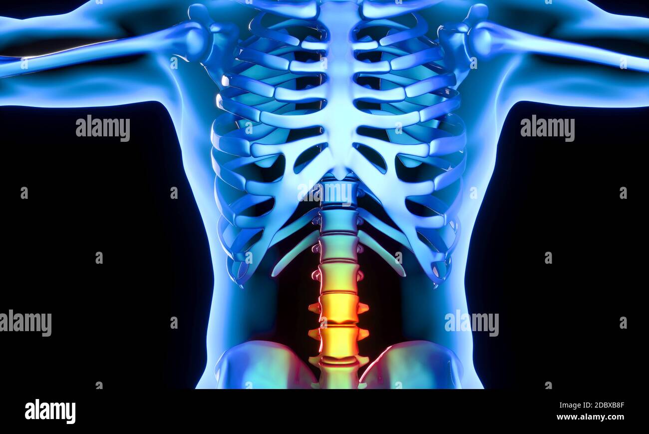 Illustrative image of a human body showing the lumbar part of the ...