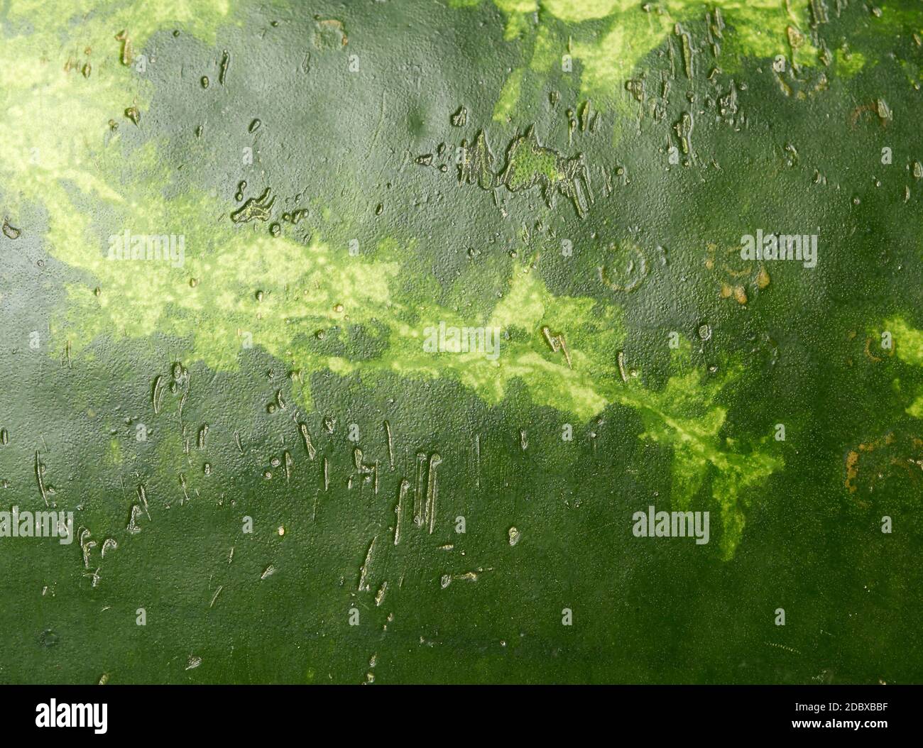 green striped watermelon texture, full frame, close up Stock Photo - Alamy