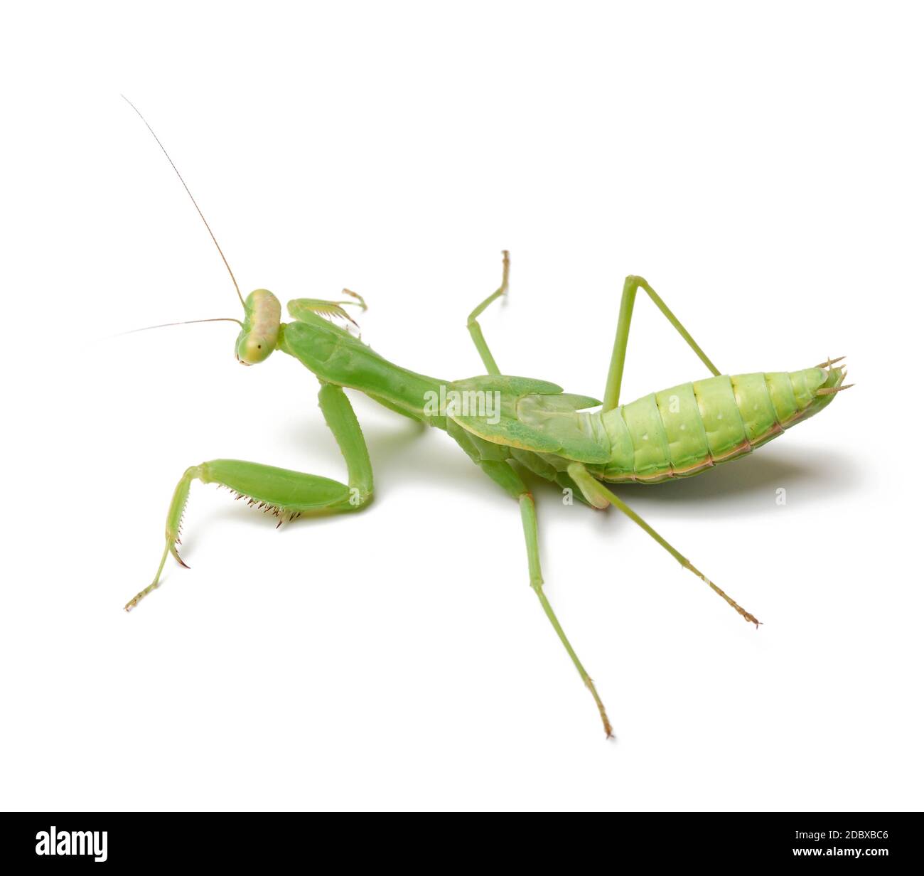 green young mantis sitting on a white background, insect isolated ...