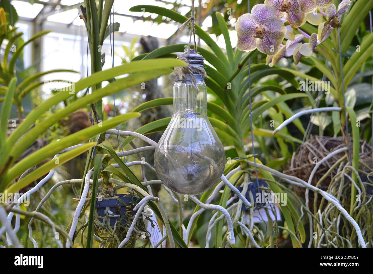 Hanging orchids hi-res stock photography and images - Alamy