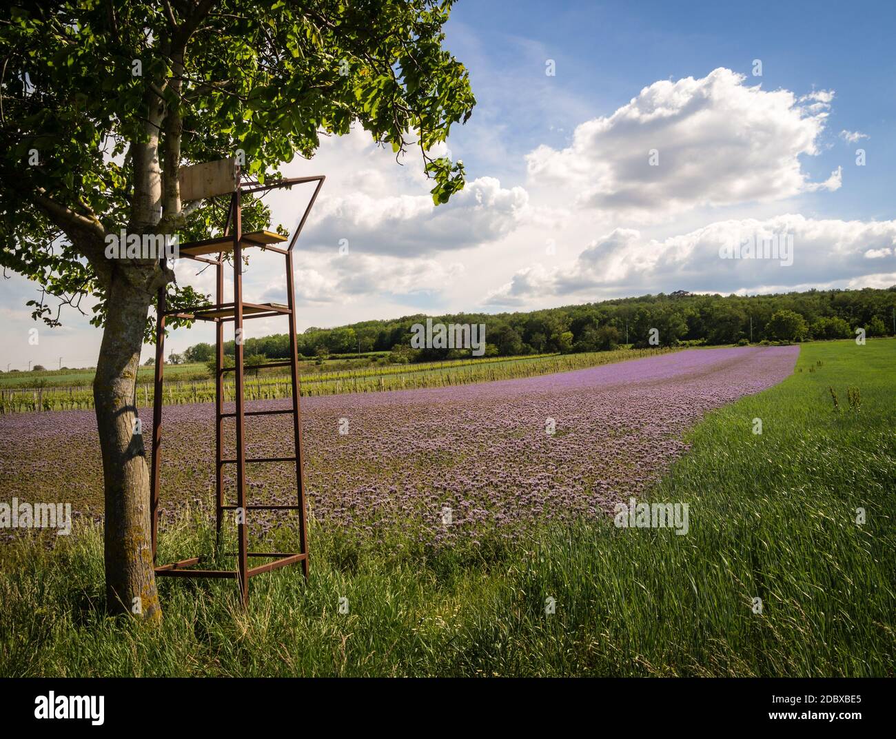 Phacelia plantation on a farm Stock Photo - Alamy