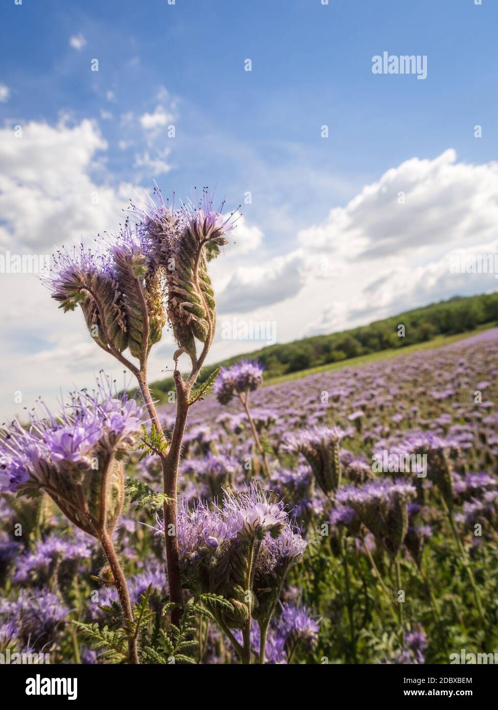 Phacelia plantation on a farm Stock Photo - Alamy