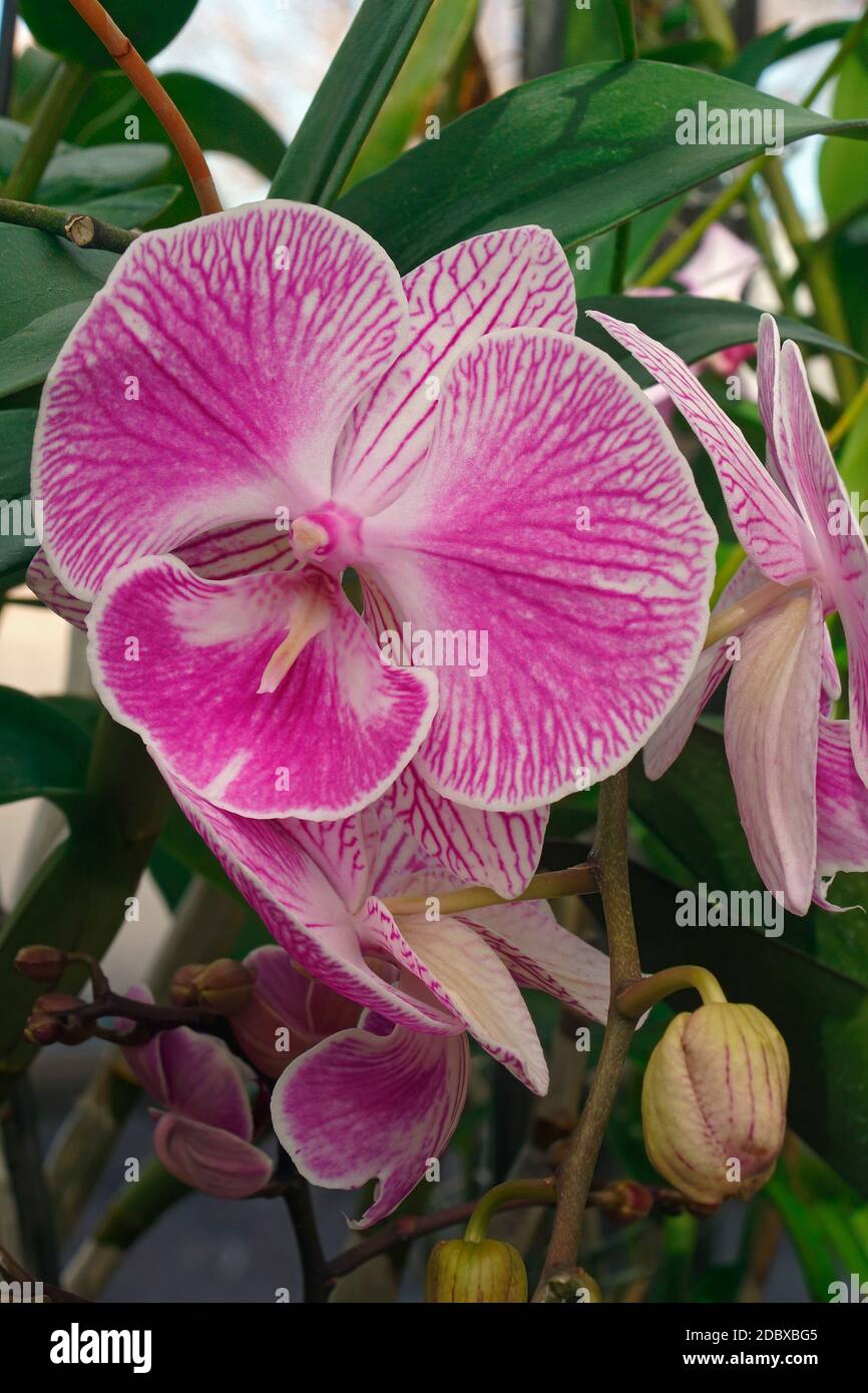 Hybrid Moth orchid (Phalaenopsis Stock Photo - Alamy