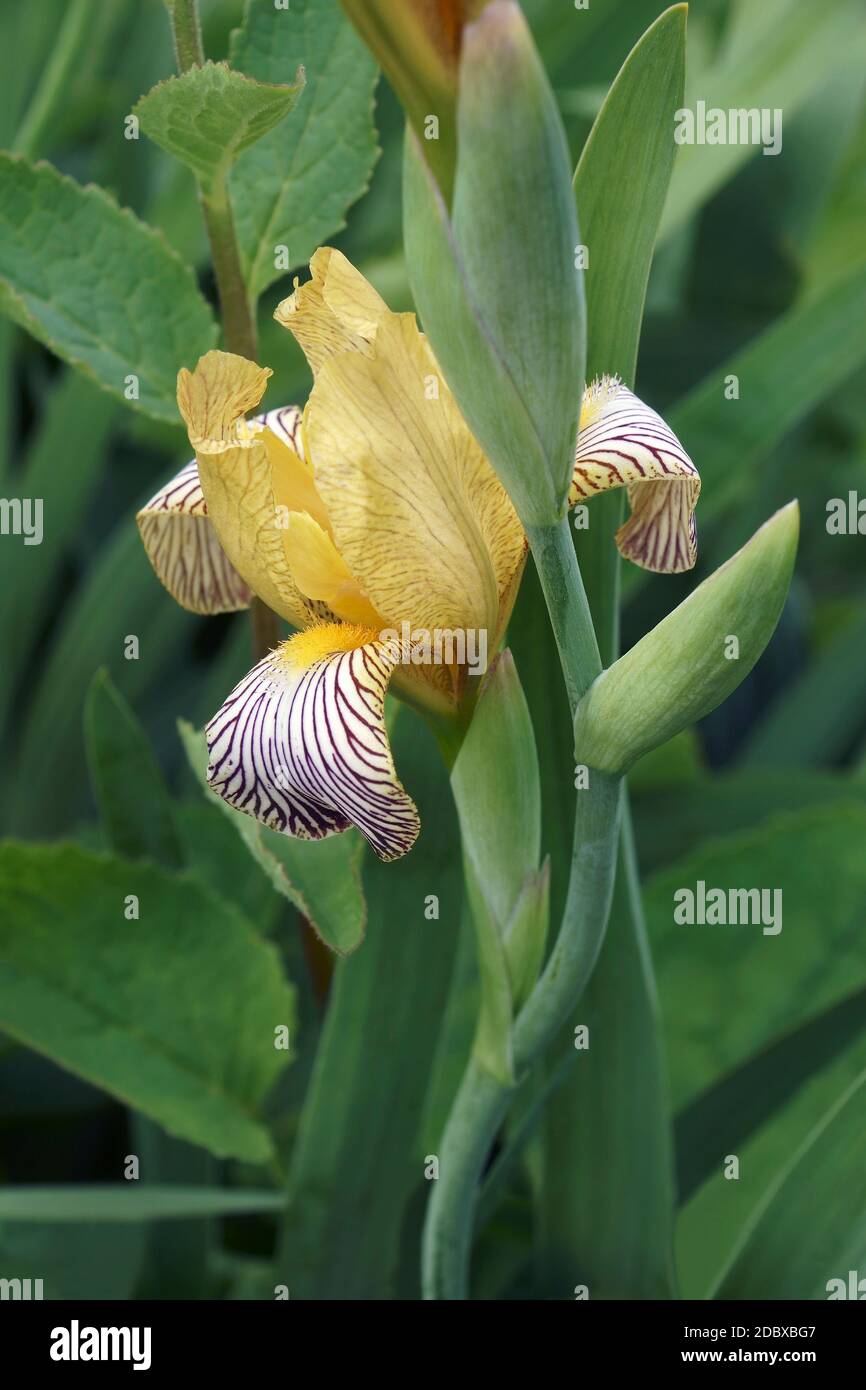Sweet iris hi-res stock photography and images - Alamy
