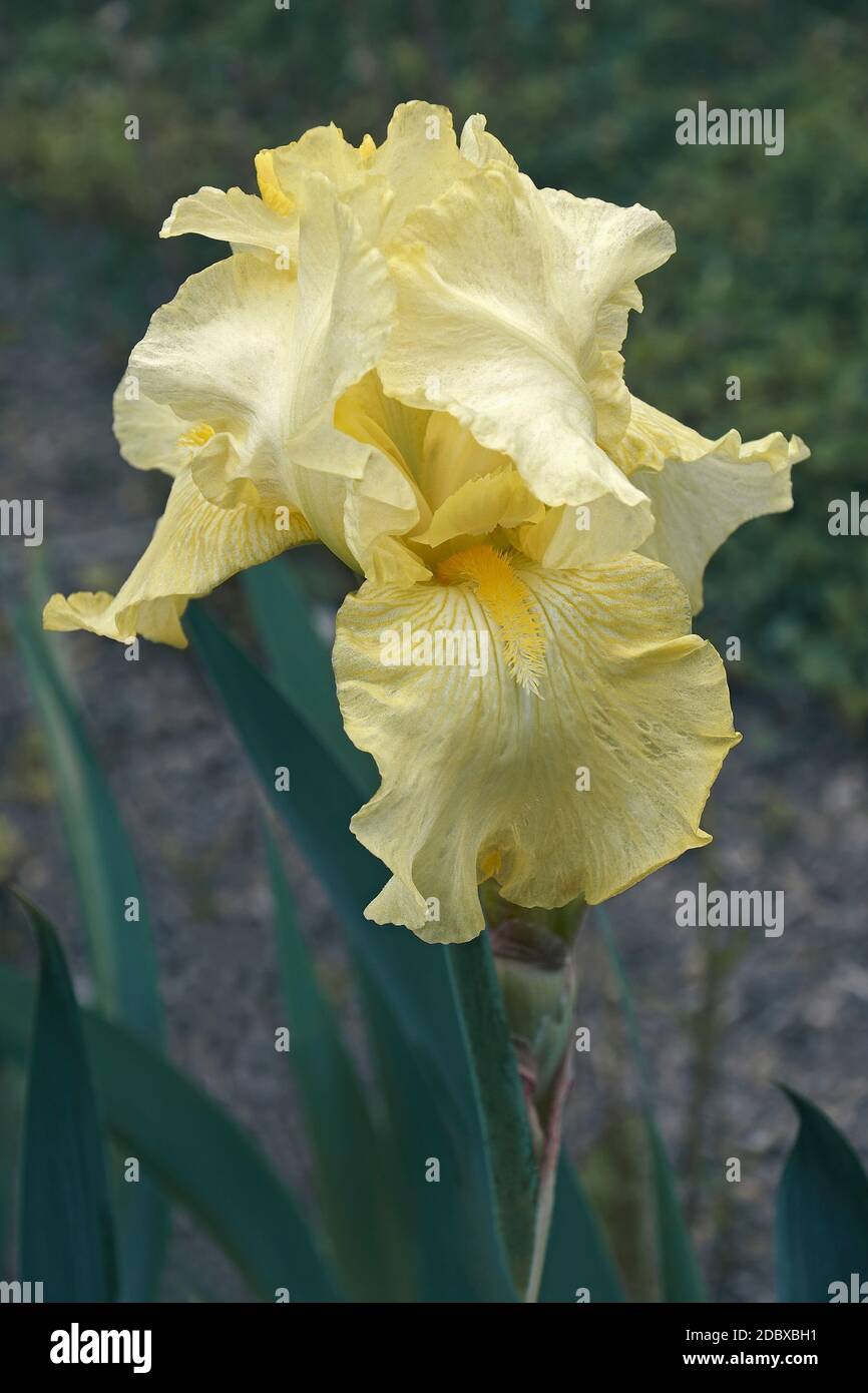 Bearded Iris (Iris Stock Photo - Alamy
