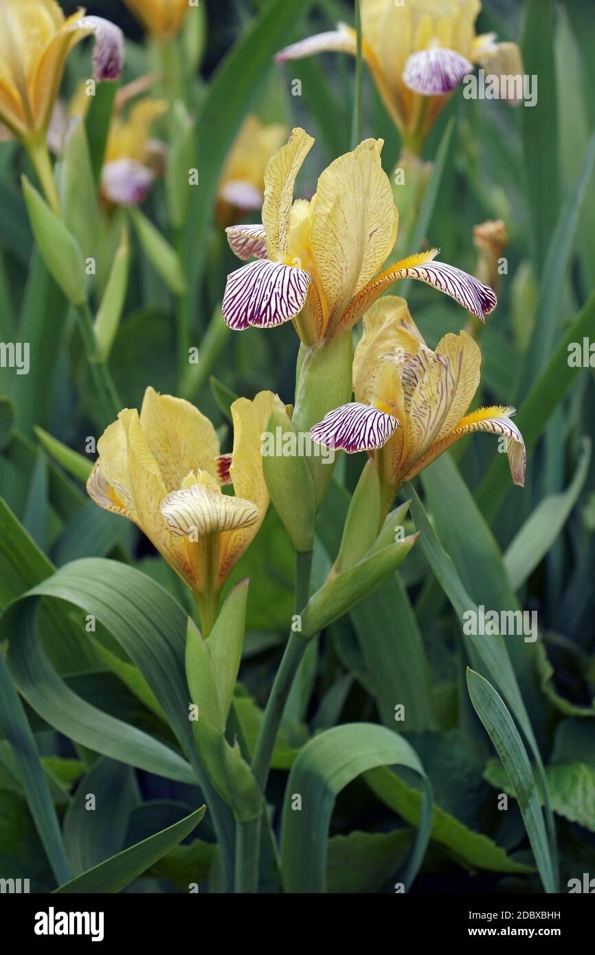 Sweet iris hi-res stock photography and images - Alamy